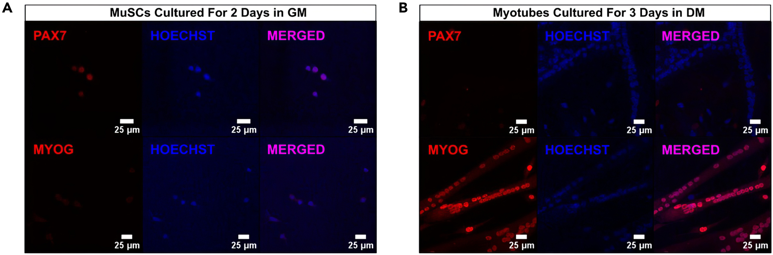 Cell Press: STAR Protocols