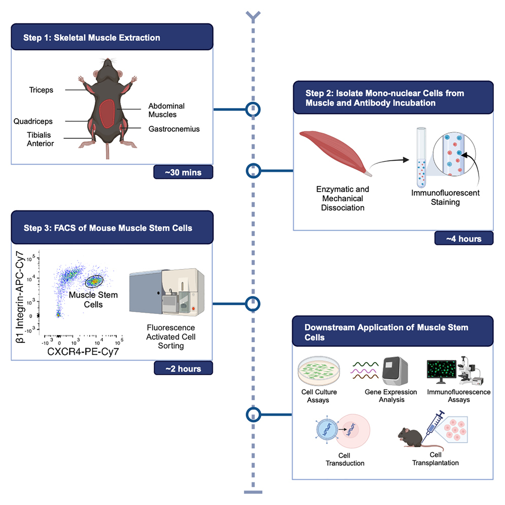Cell Press: STAR Protocols