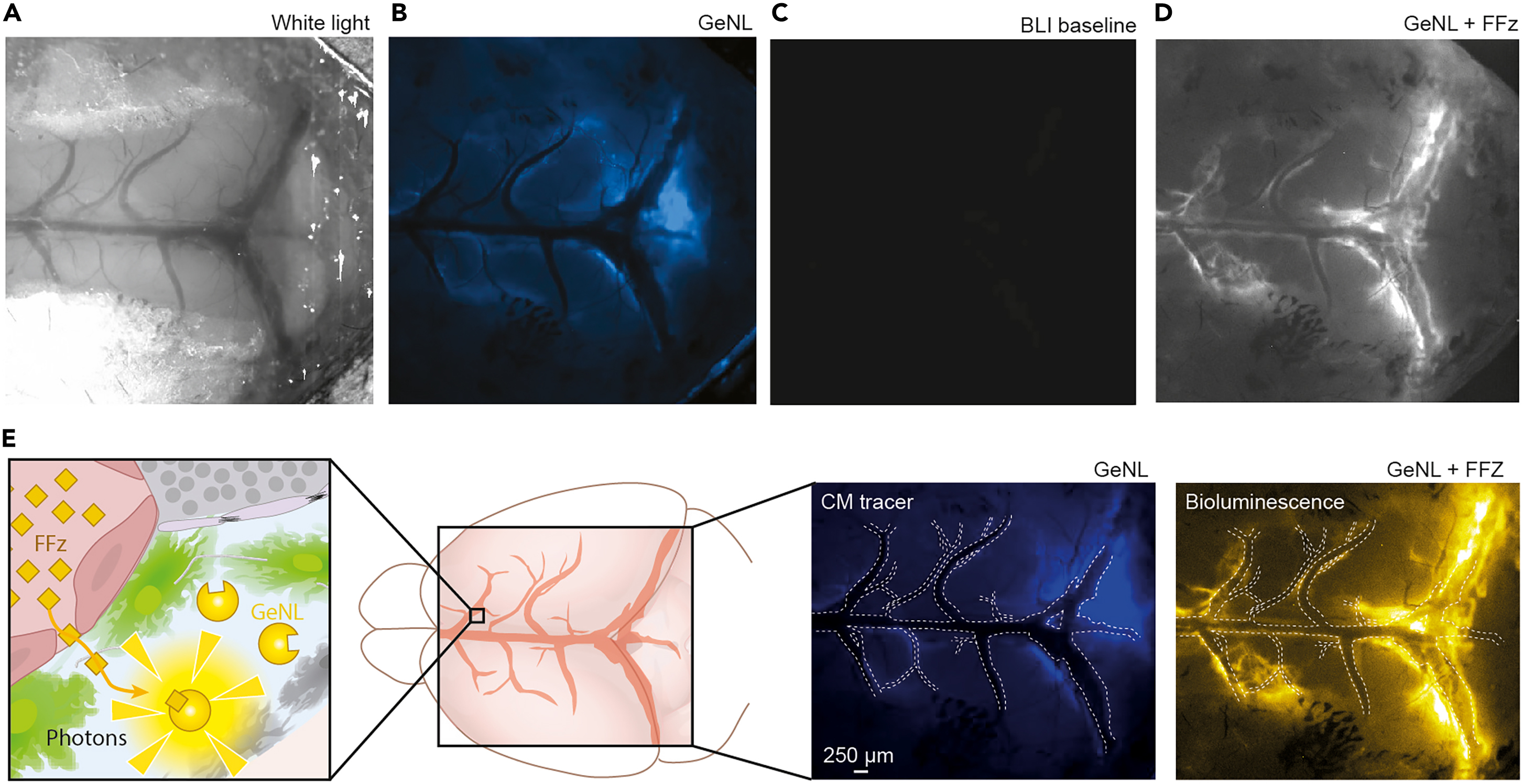 Cell Press: STAR Protocols