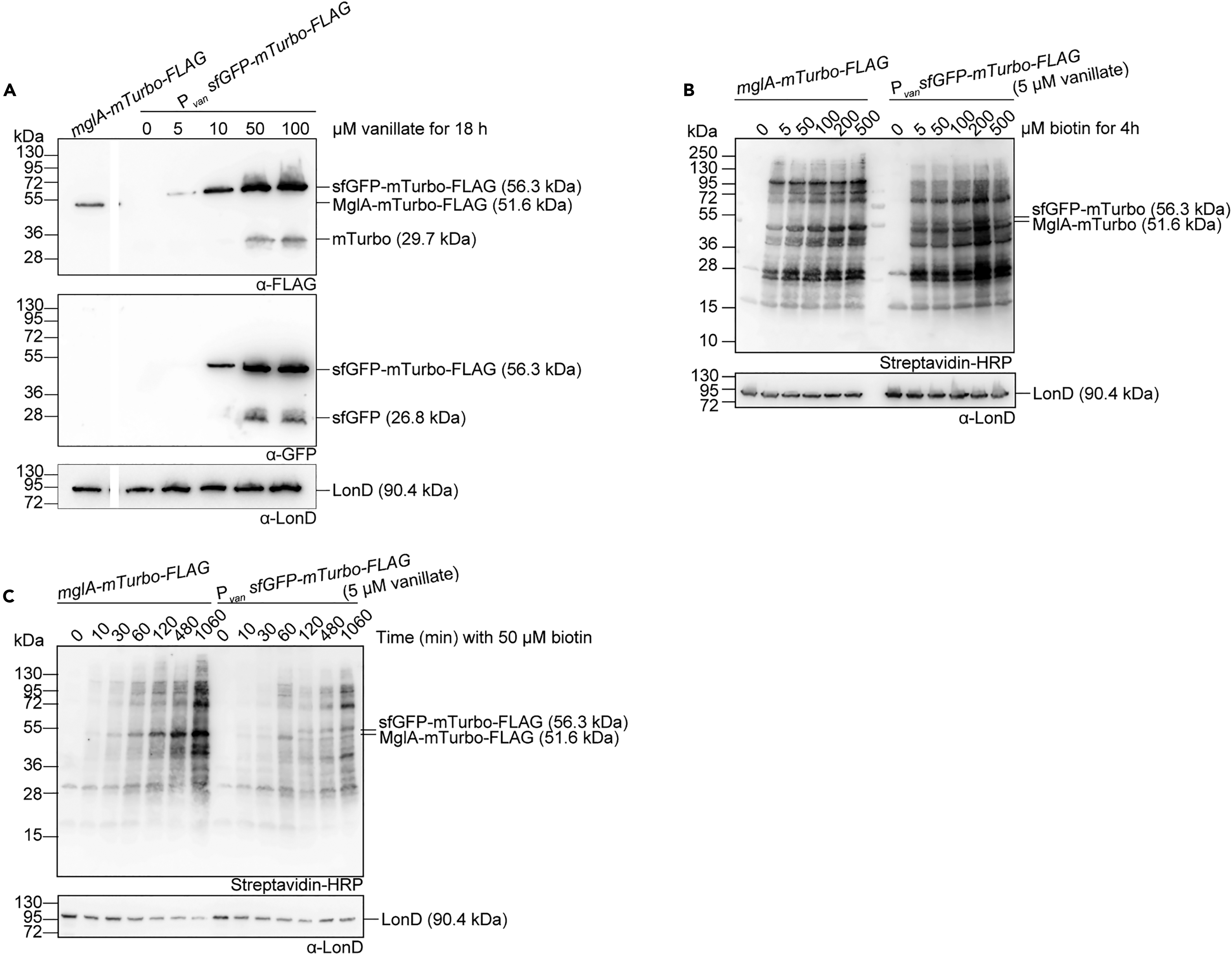 Cell Press: STAR Protocols