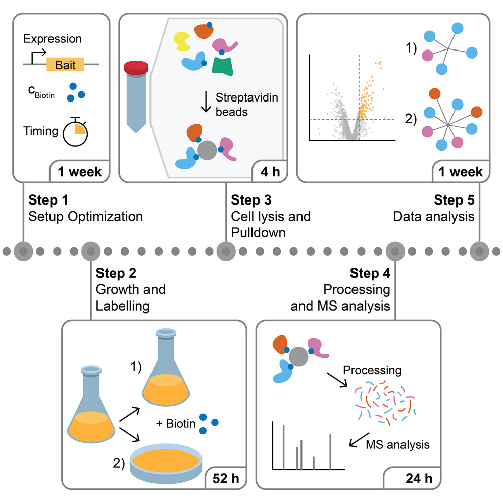 Cell Press: STAR Protocols