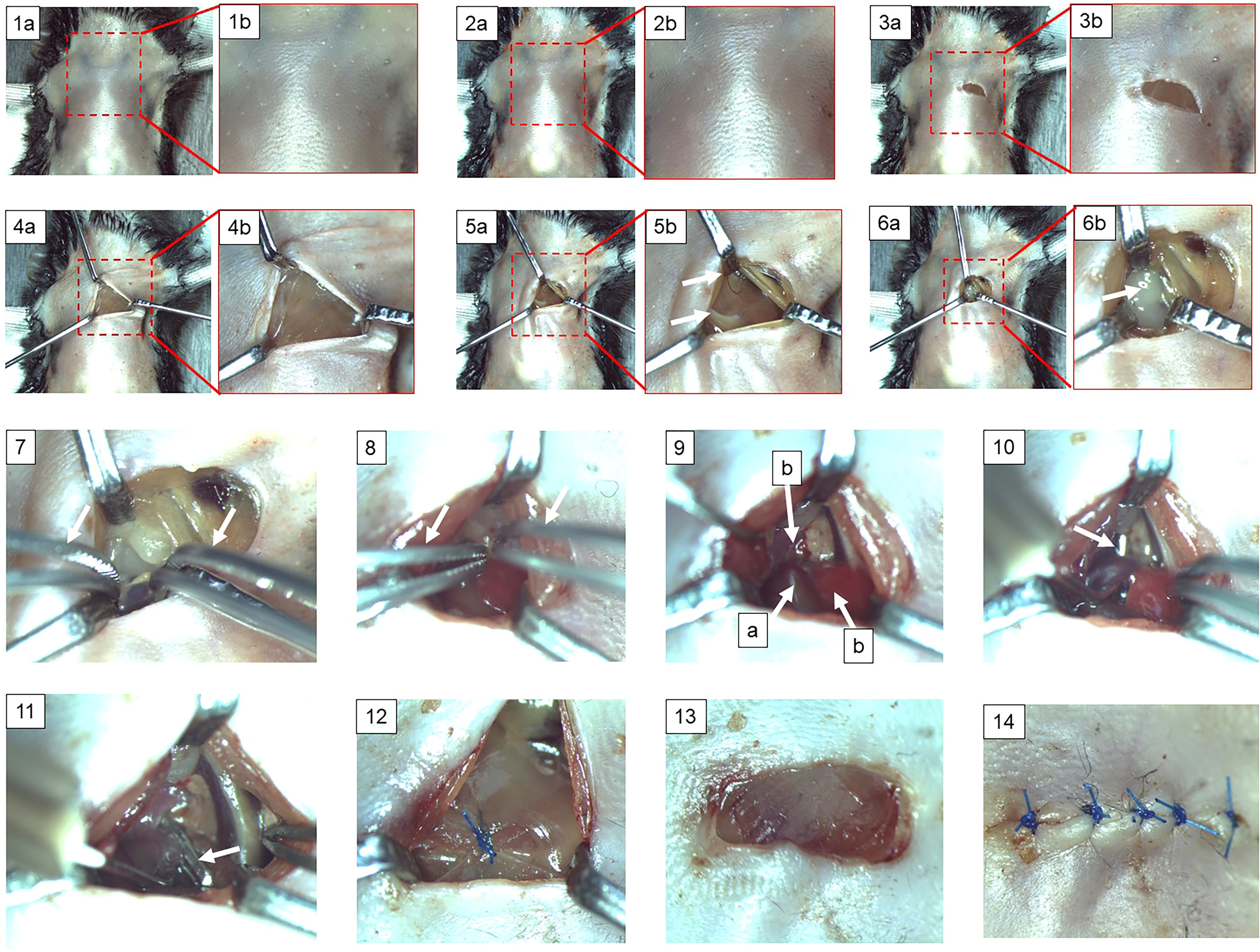 Cell Press: STAR Protocols