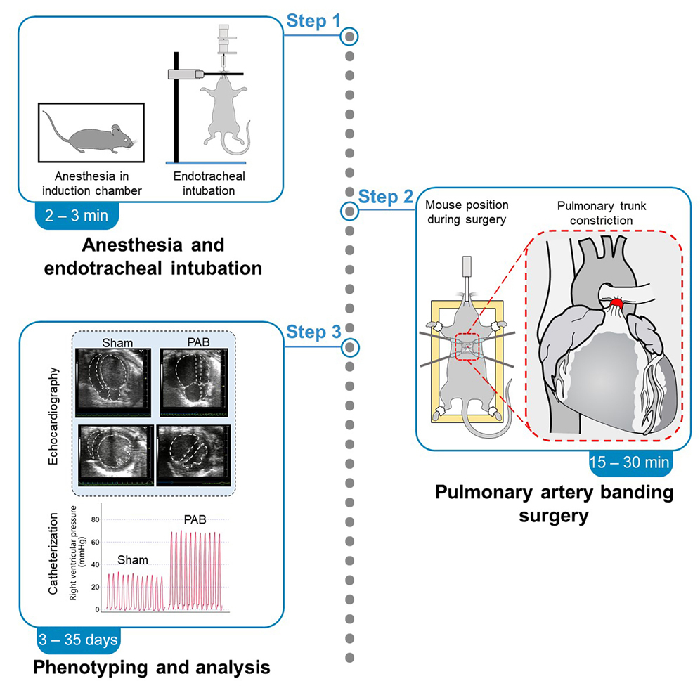 Cell Press: STAR Protocols
