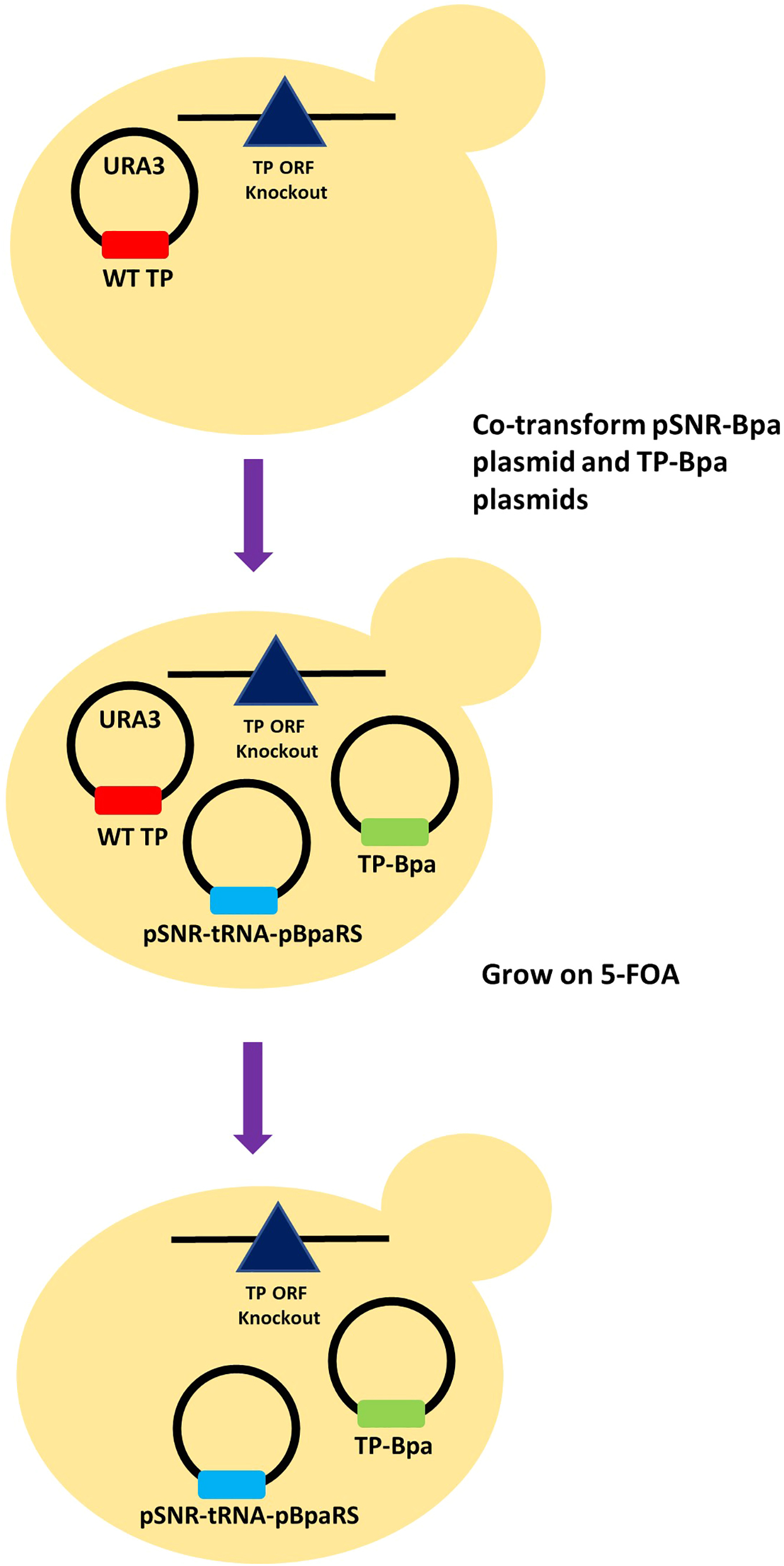 Cell Press: STAR Protocols