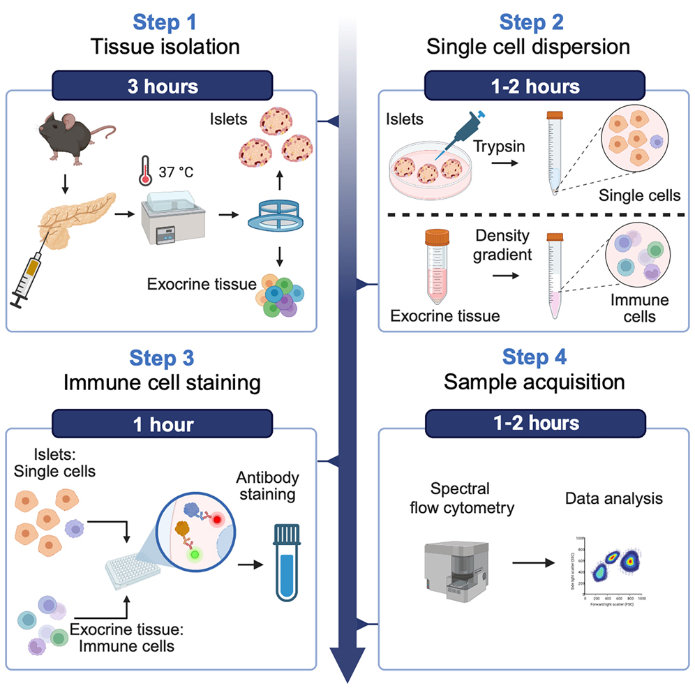 Cell Press: STAR Protocols