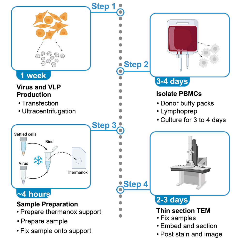 Cell Press: STAR Protocols