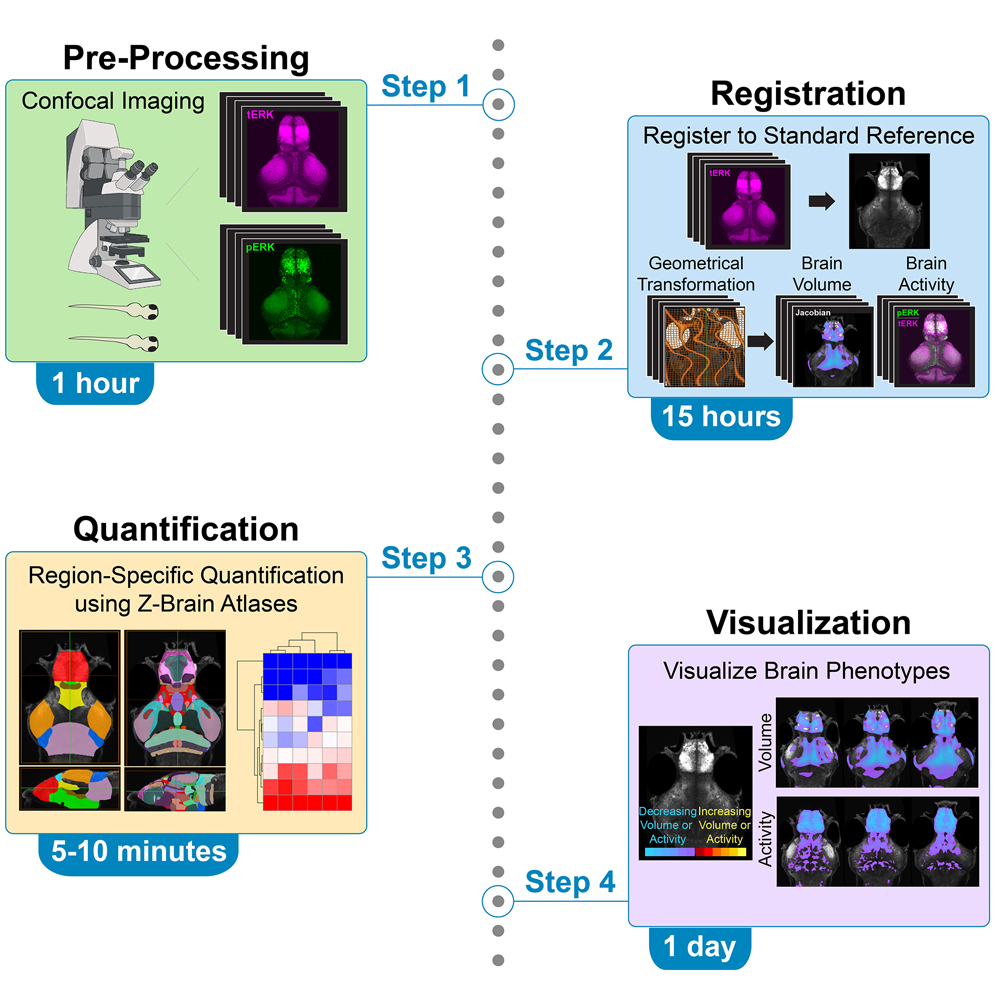 Cell Press: STAR Protocols