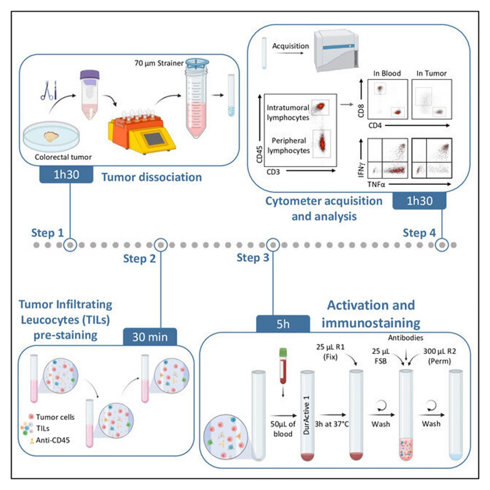 Cell Press: STAR Protocols