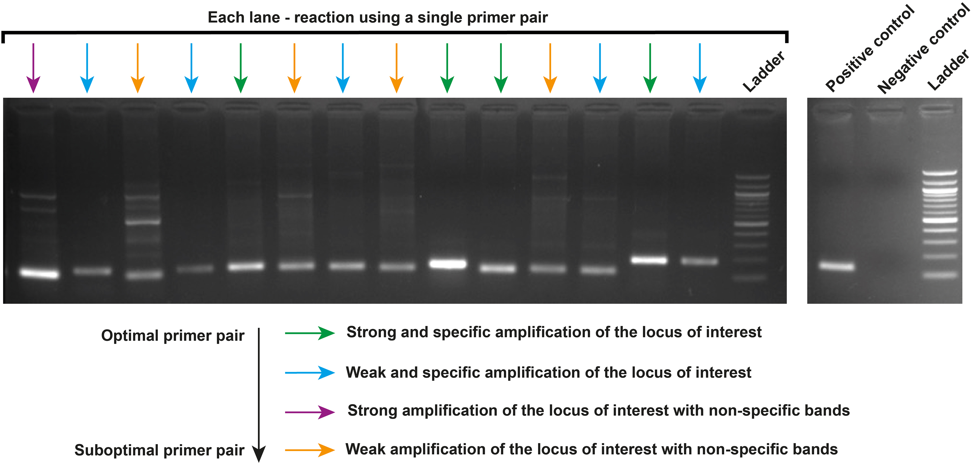 Cell Press: STAR Protocols