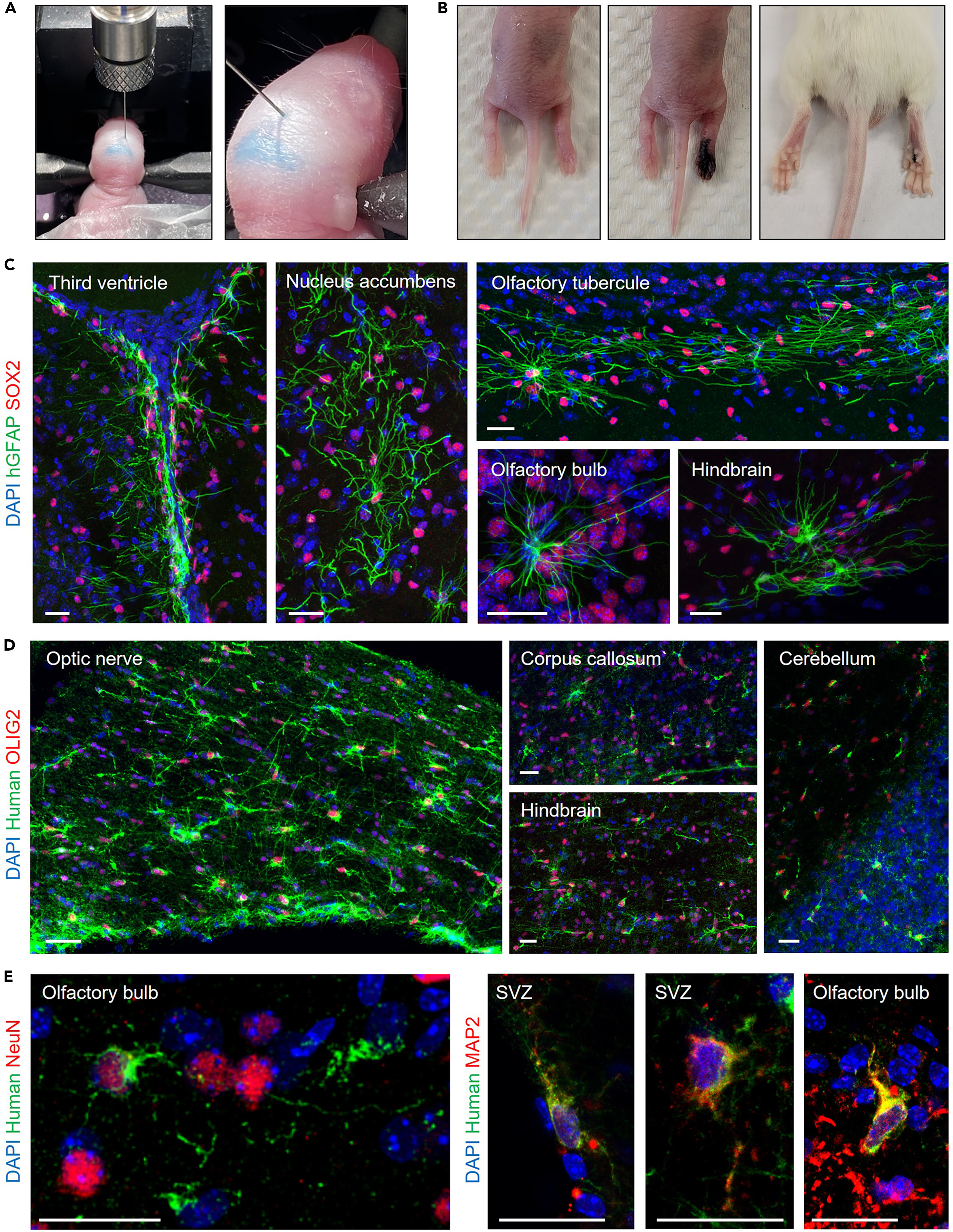 Cell Press: STAR Protocols