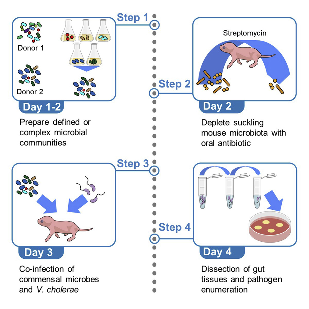 Cell Press: STAR Protocols
