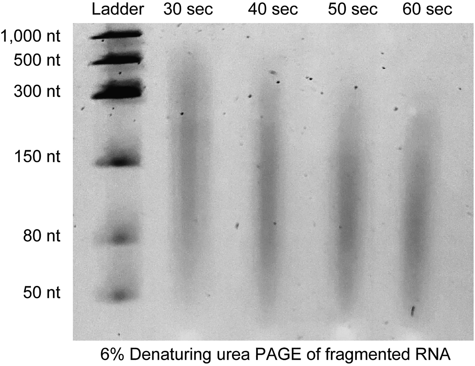 Cell Press: STAR Protocols