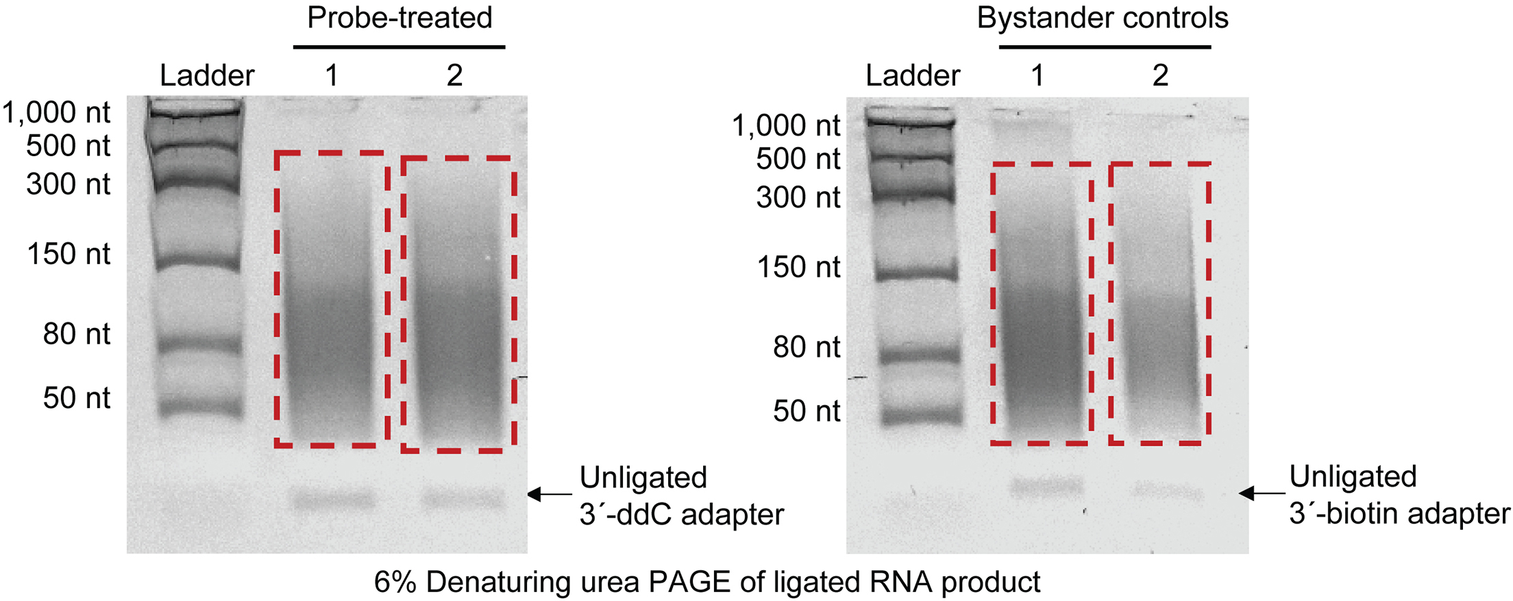 Cell Press: STAR Protocols