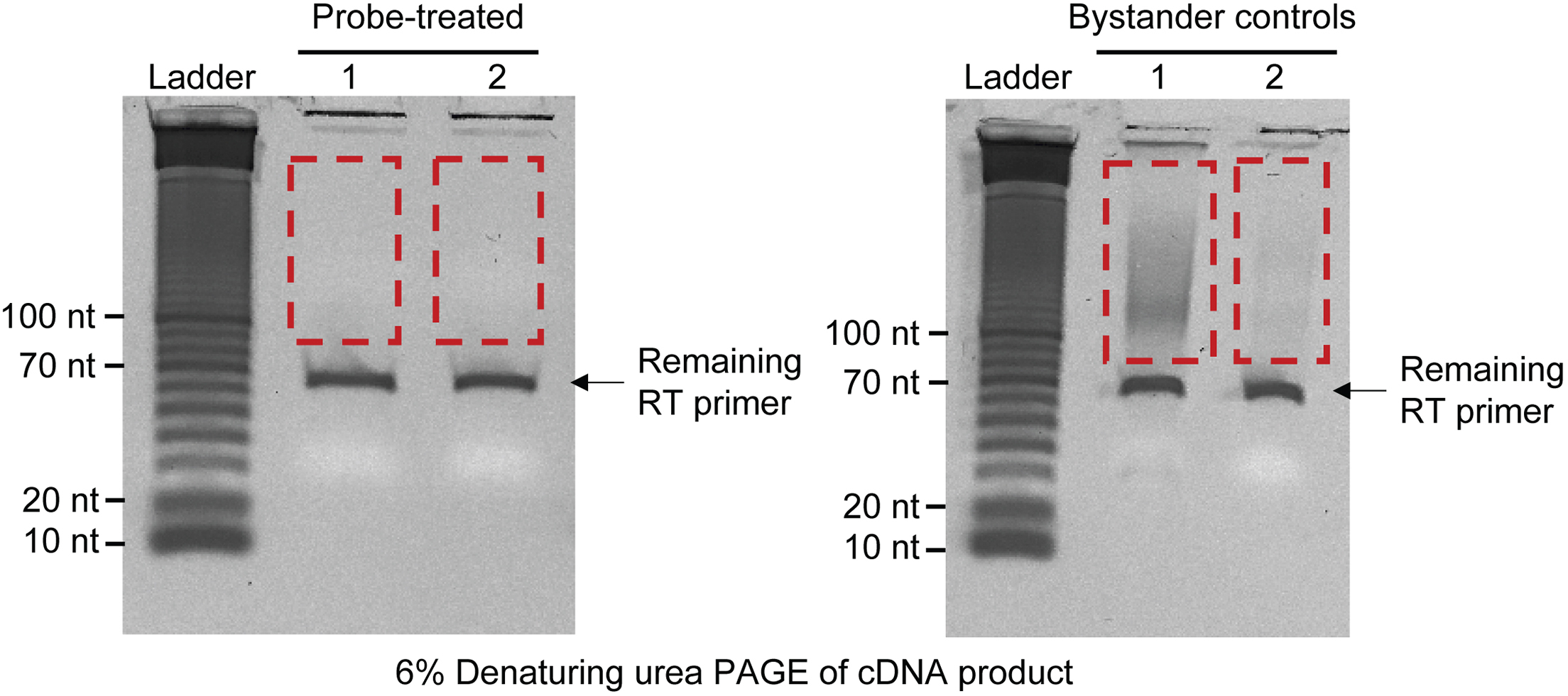 Cell Press: STAR Protocols