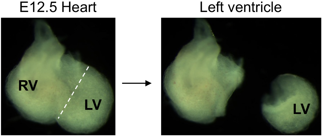 Cell Press: STAR Protocols