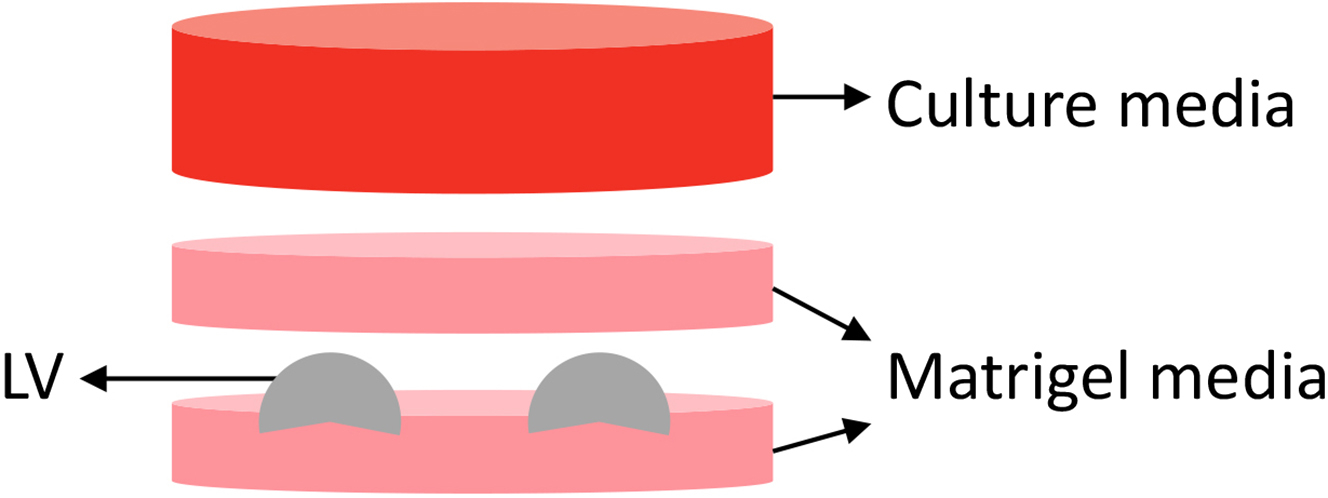 Cell Press: STAR Protocols