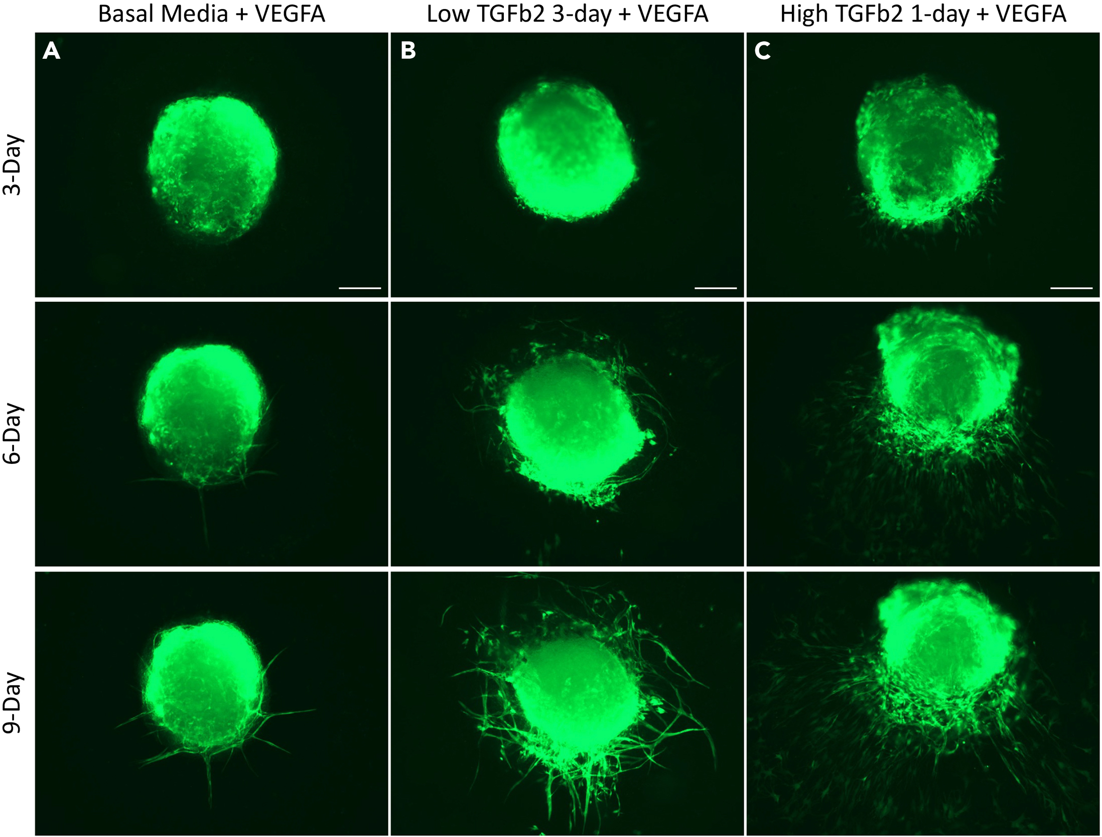 Cell Press: STAR Protocols