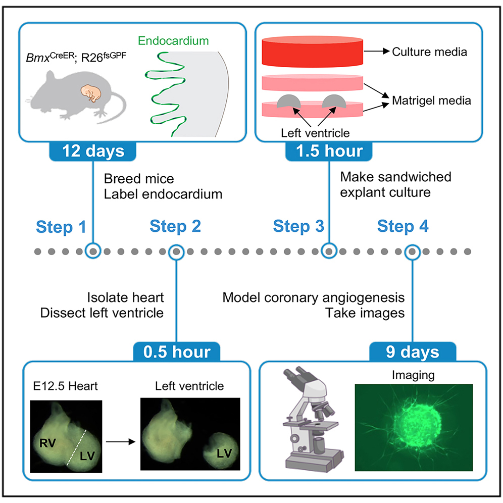 Cell Press: STAR Protocols