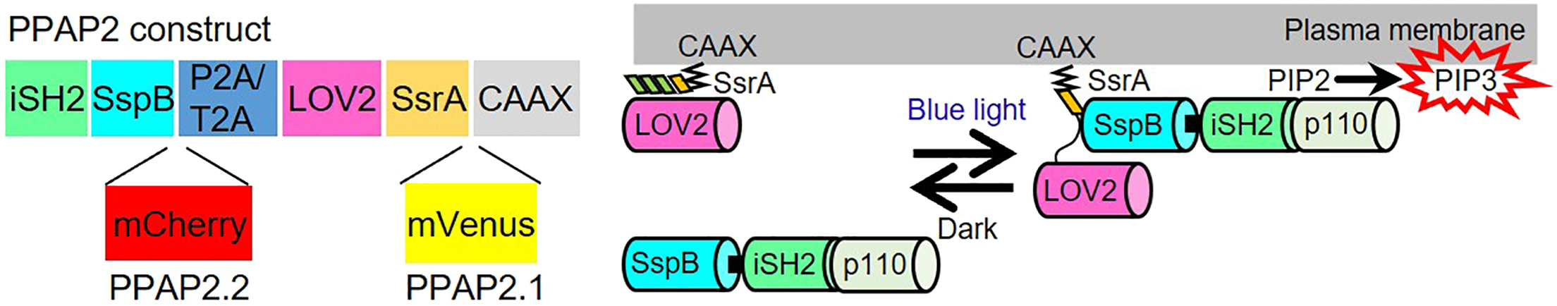 Cell Press: STAR Protocols