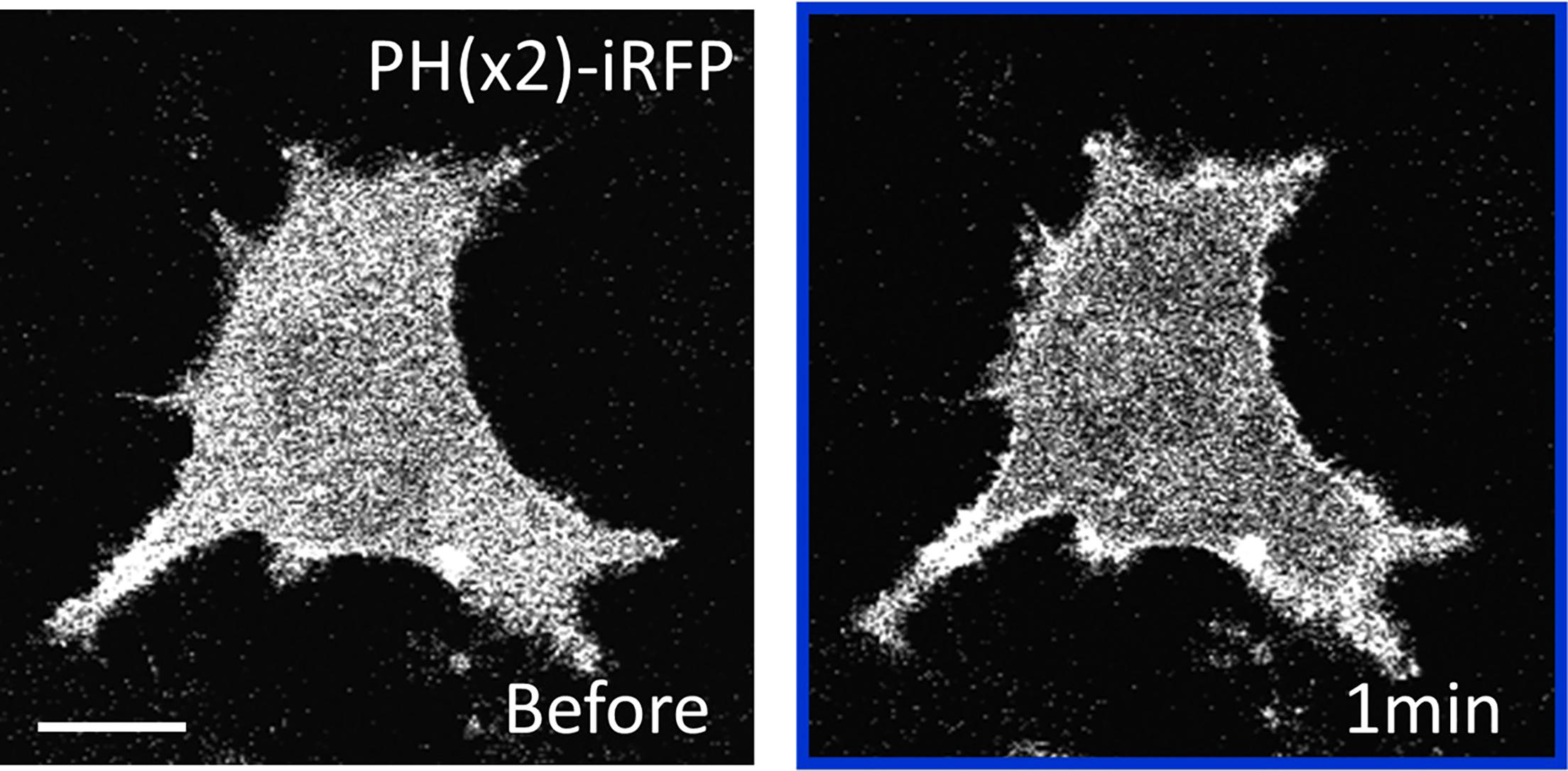 Cell Press: STAR Protocols