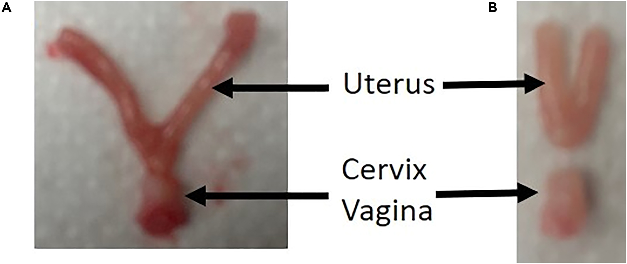 Cell Press: STAR Protocols