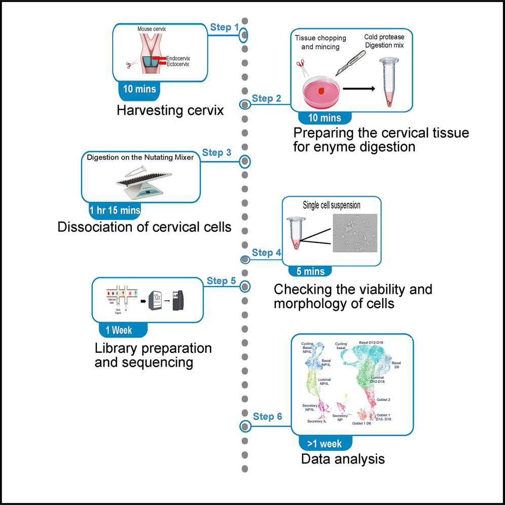 Cell Press: STAR Protocols