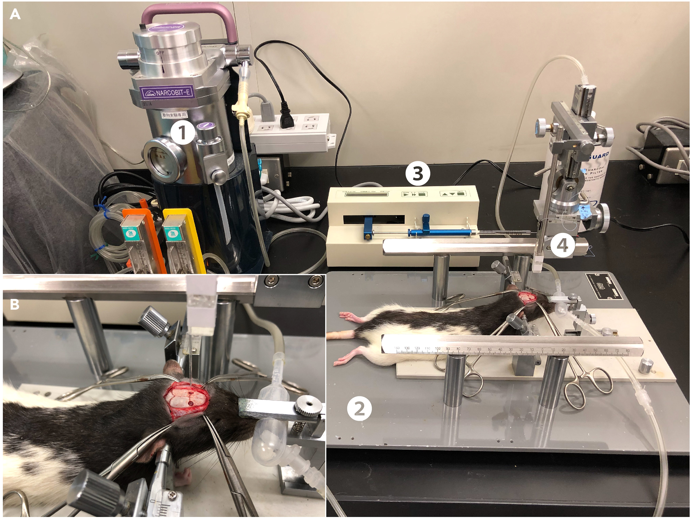 Cell Press: STAR Protocols