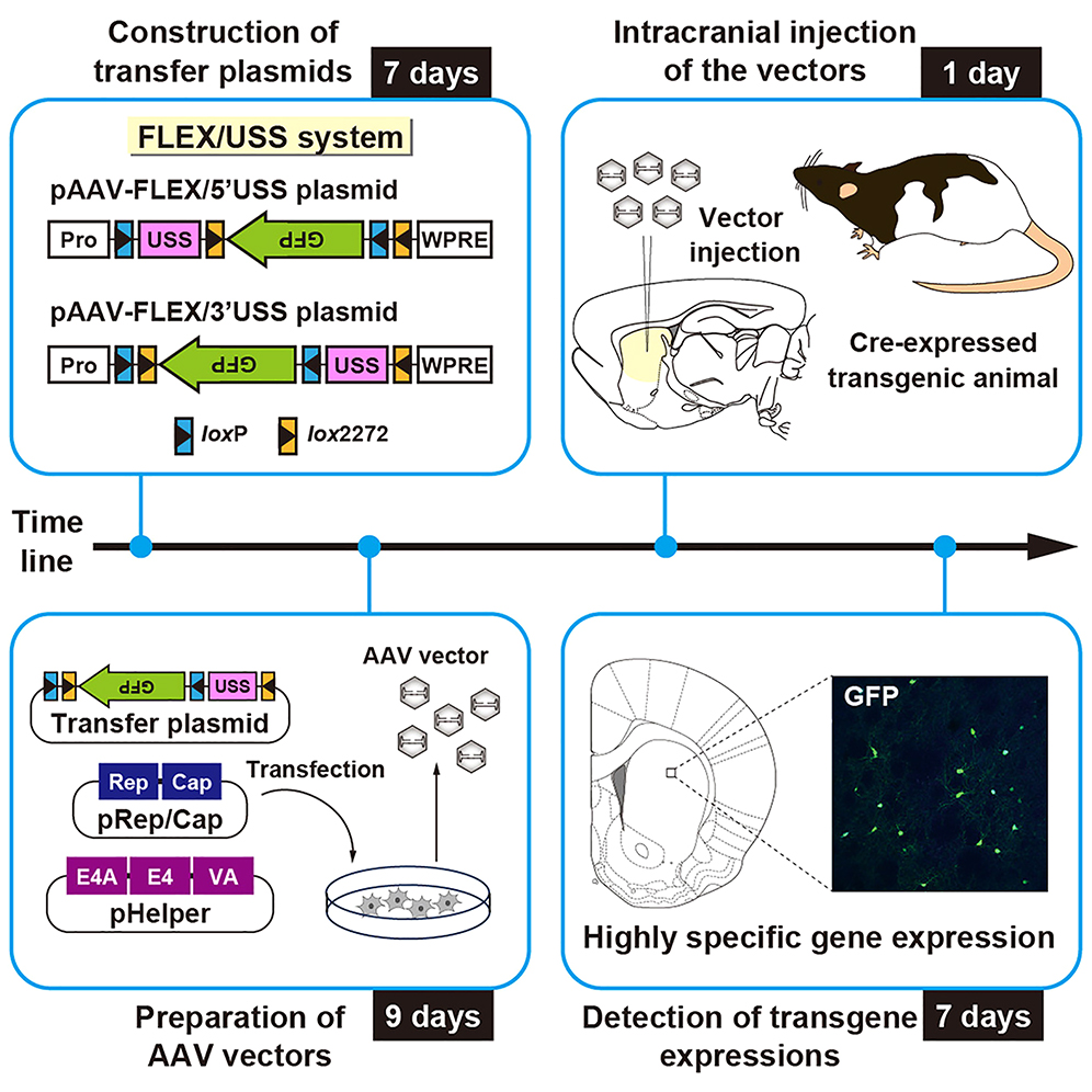 Cell Press: STAR Protocols