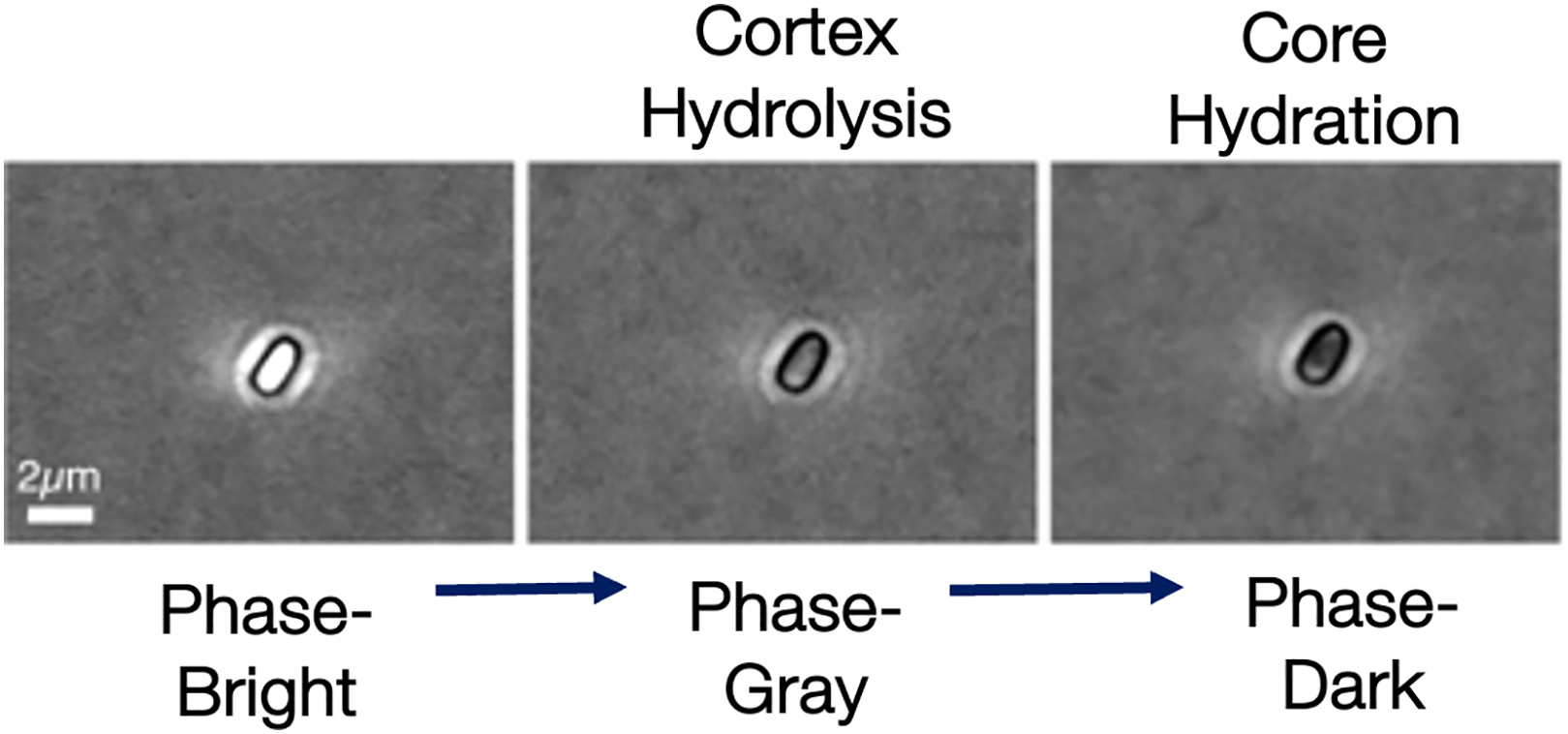 Cell Press: STAR Protocols