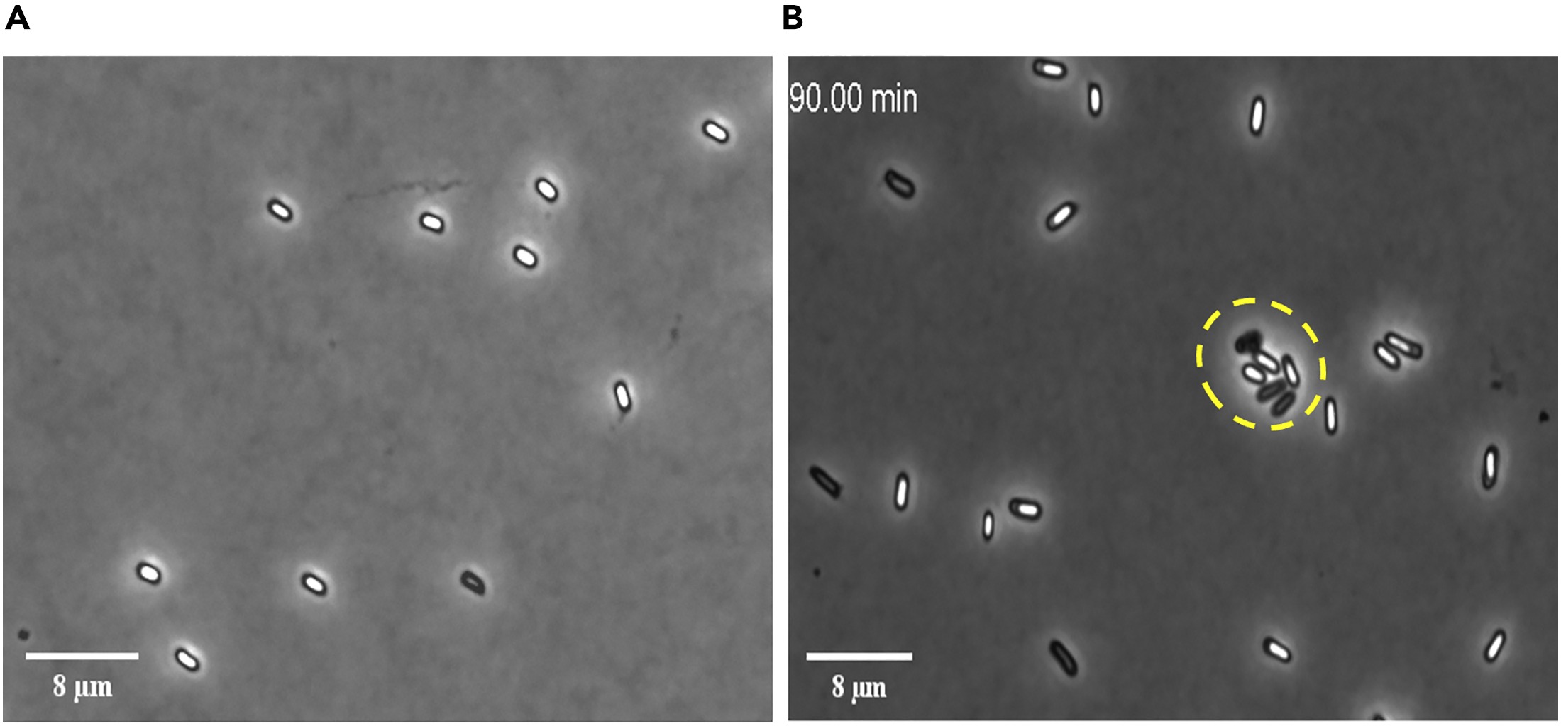 Cell Press: STAR Protocols