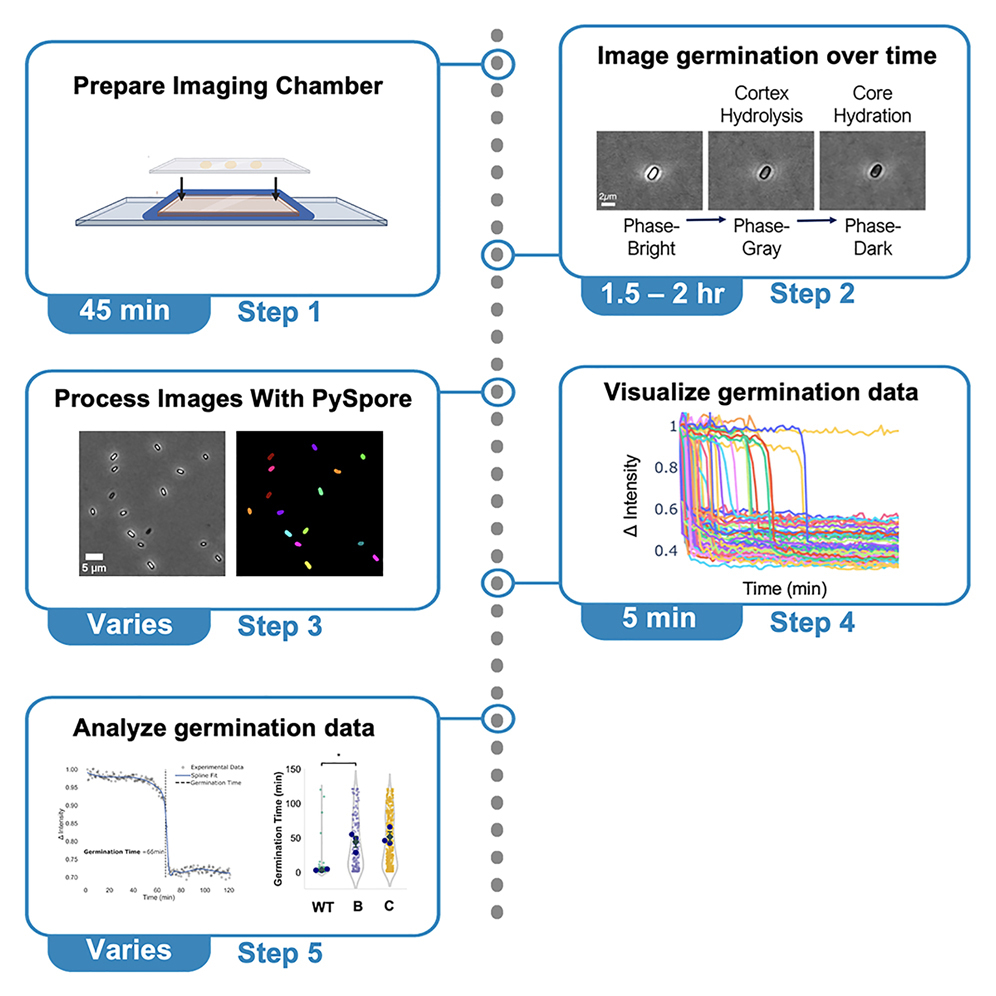 Cell Press: STAR Protocols