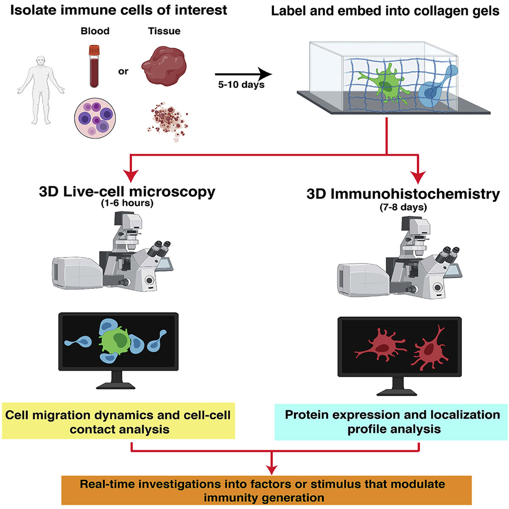 Cell Press: STAR Protocols