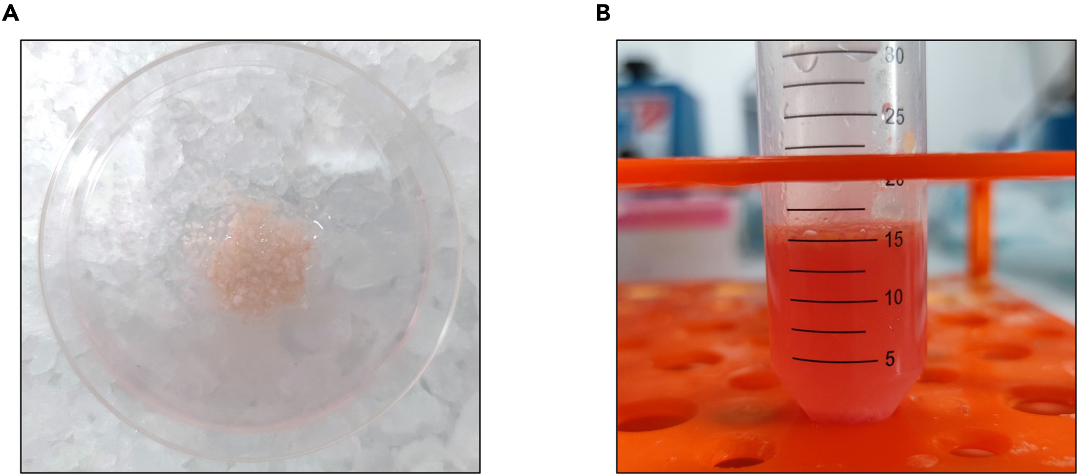 Cell Press: STAR Protocols