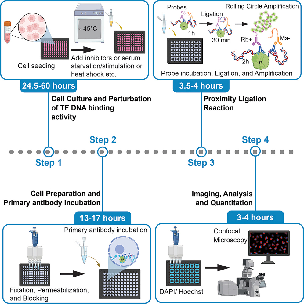 Cell Press: STAR Protocols