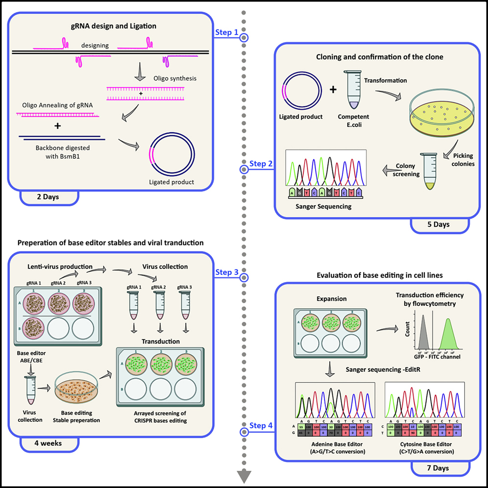 Cell Press: STAR Protocols