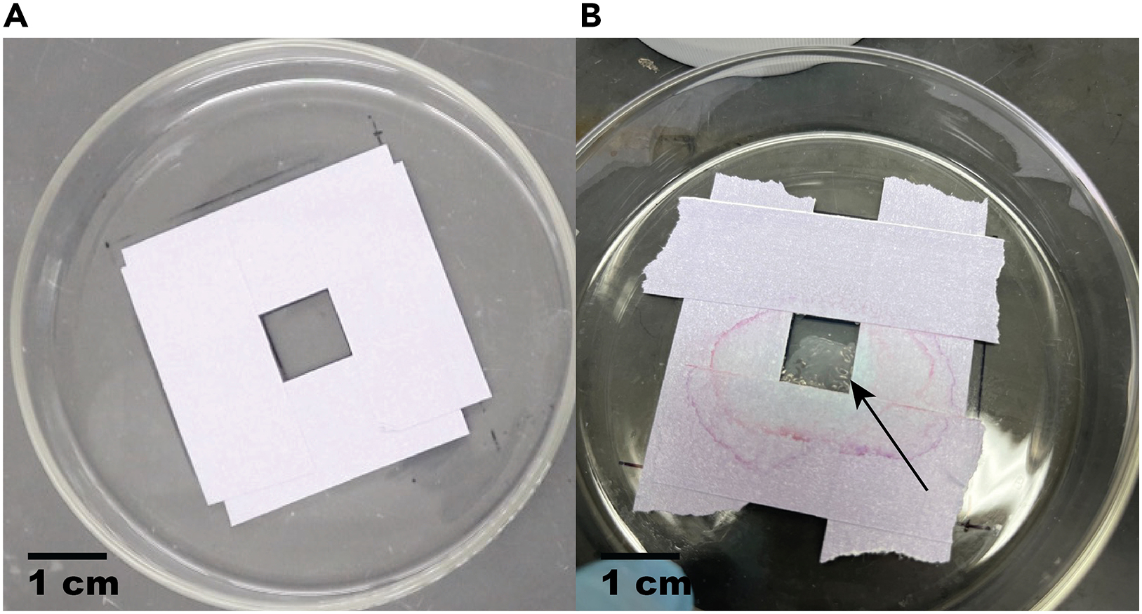 Cell Press: STAR Protocols