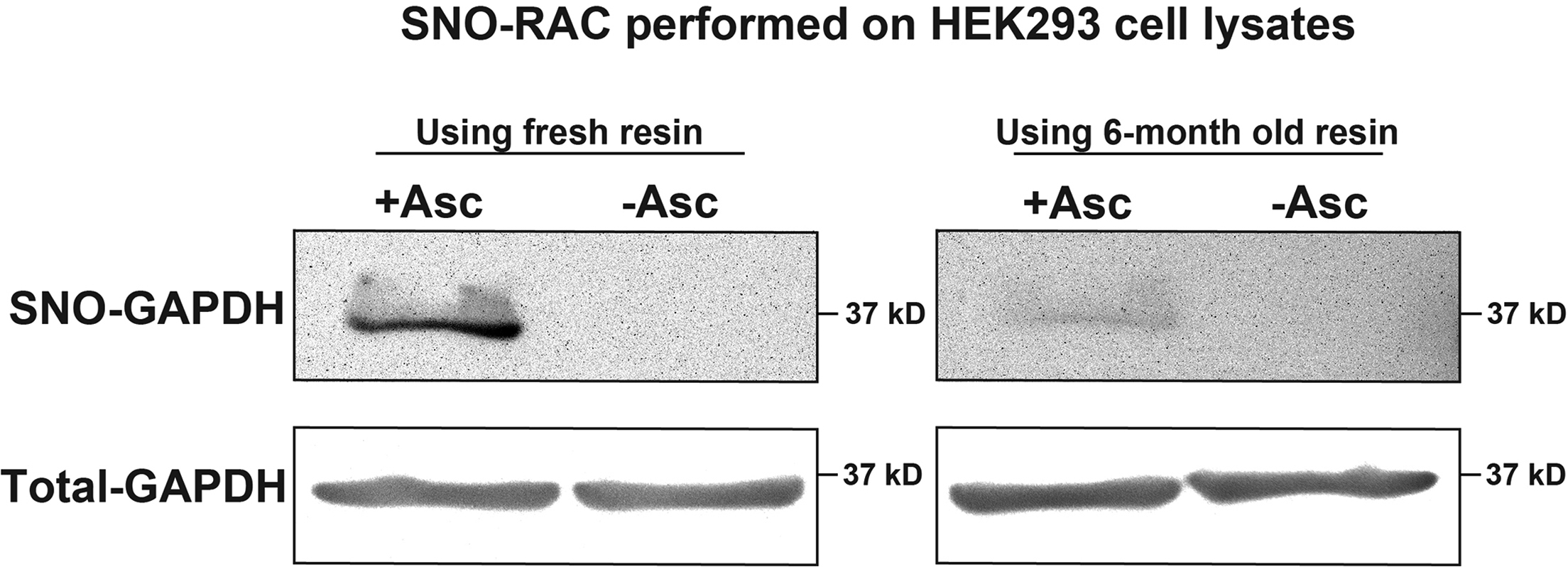 Cell Press: STAR Protocols