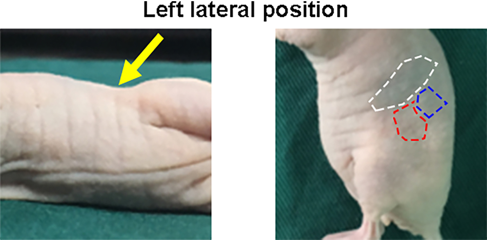 Cell Press: STAR Protocols