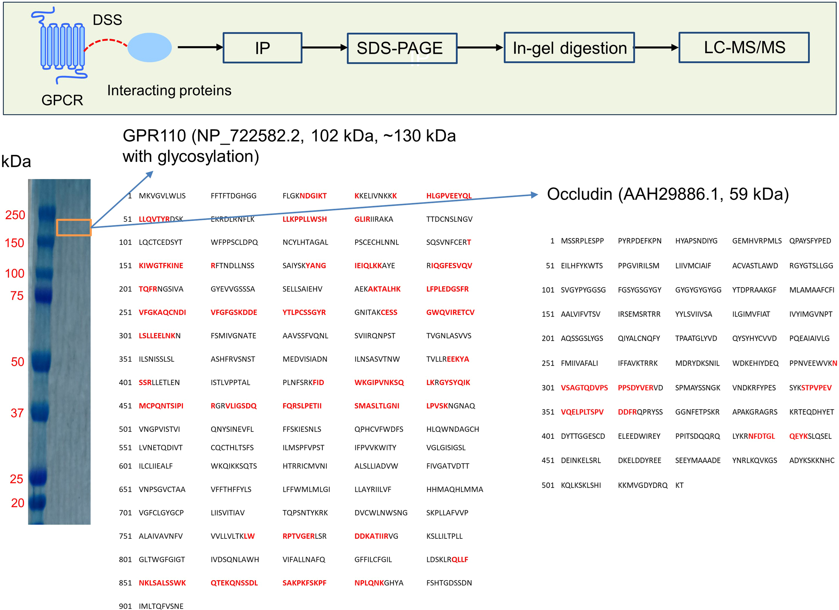 Cell Press: STAR Protocols