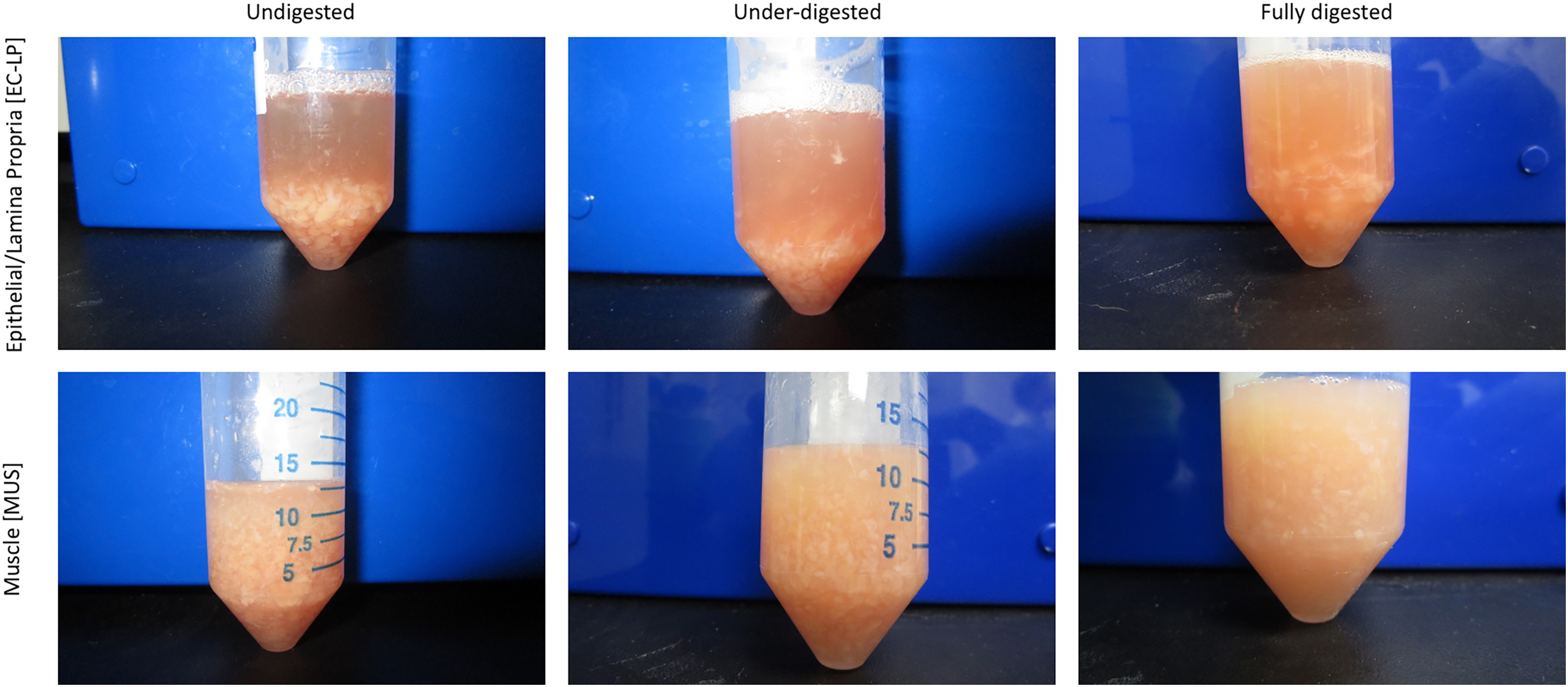 Cell Press: STAR Protocols