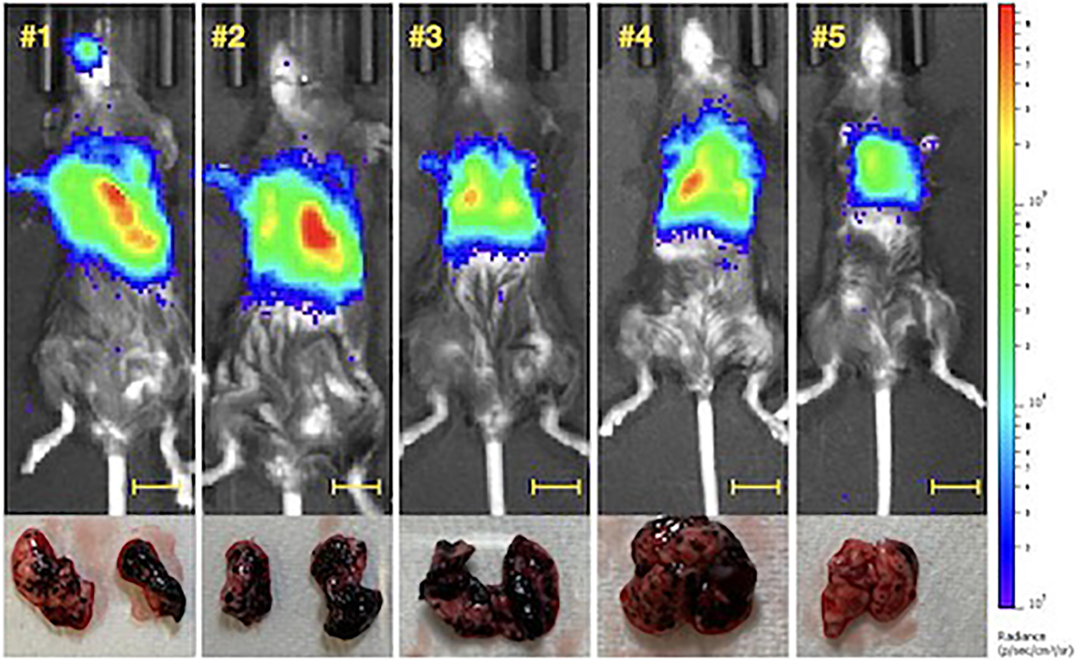 Cell Press: STAR Protocols