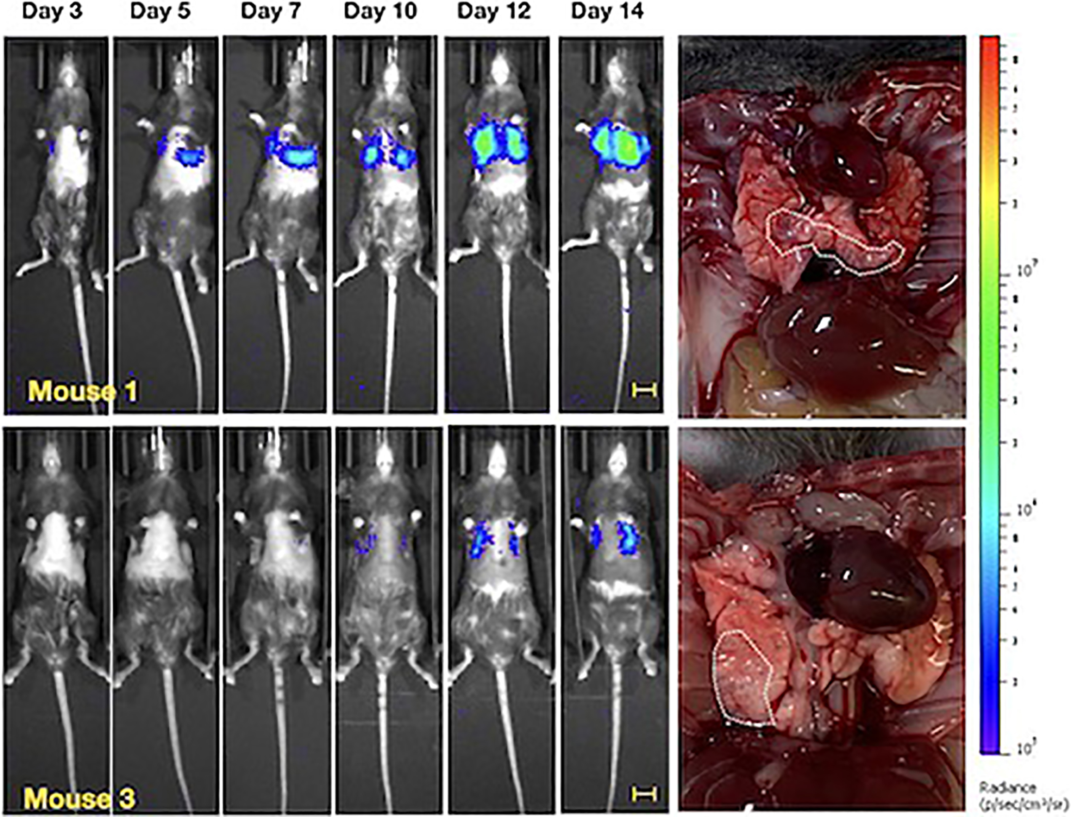 Cell Press: STAR Protocols