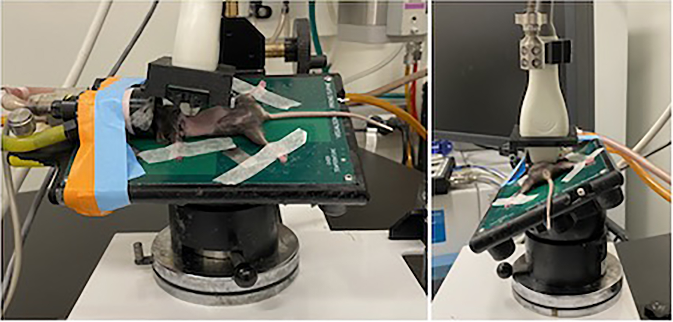Cell Press: STAR Protocols
