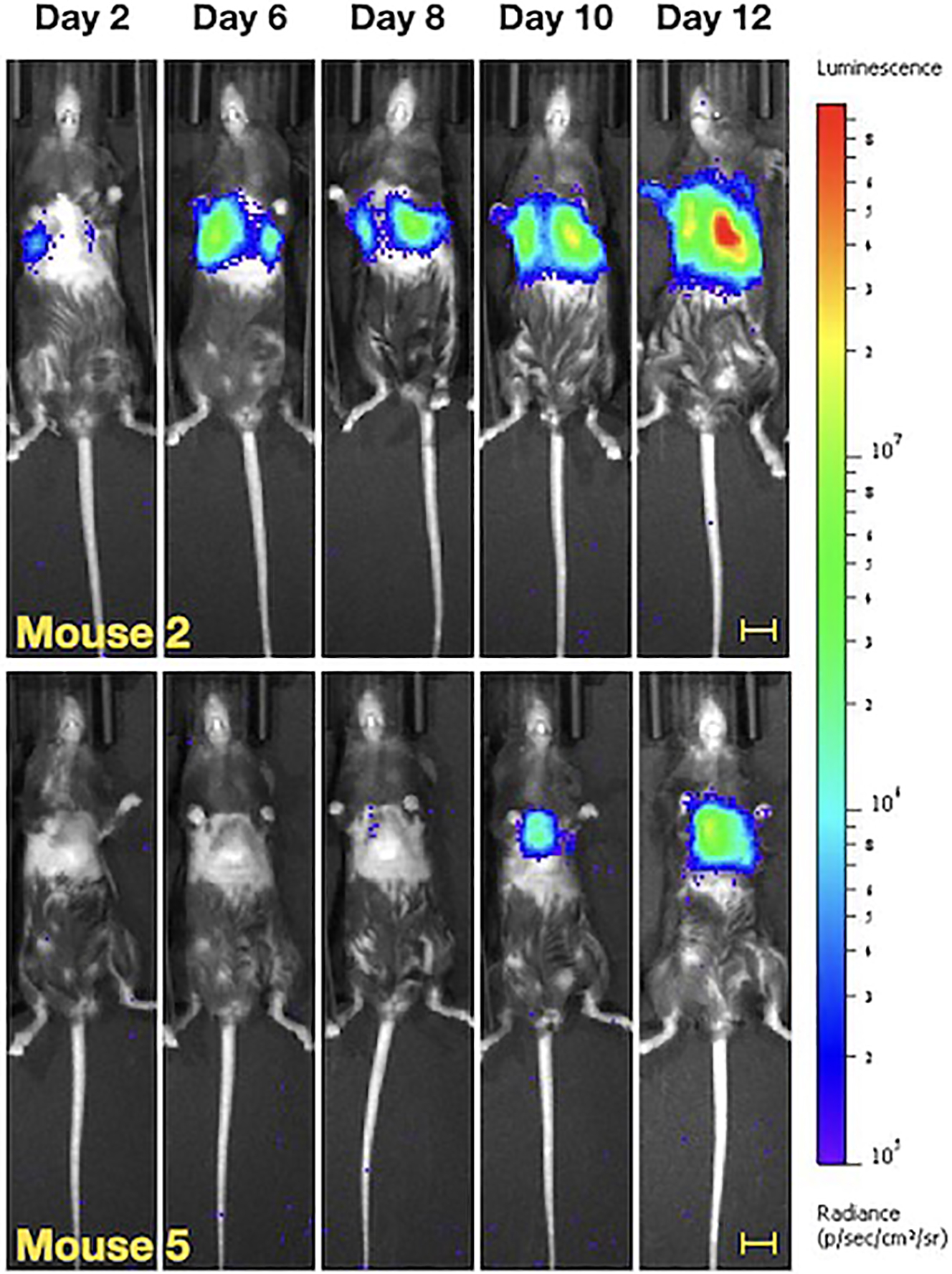 Cell Press: STAR Protocols