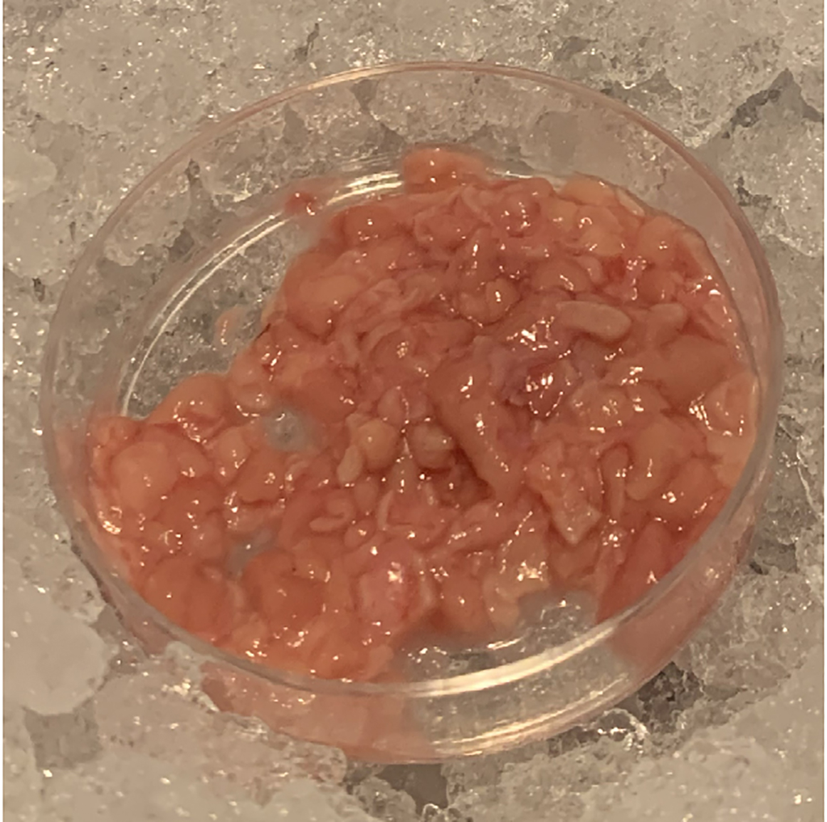 Cell Press: STAR Protocols