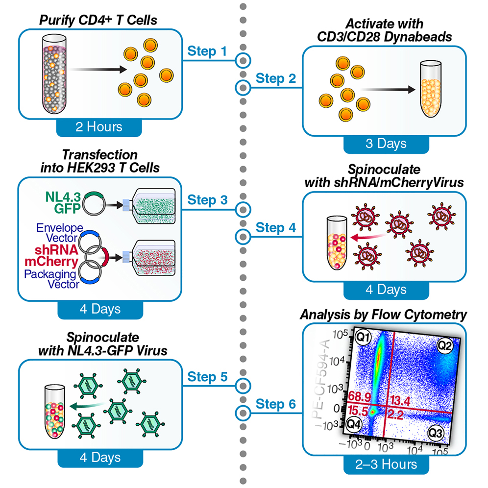 Cell Press: STAR Protocols