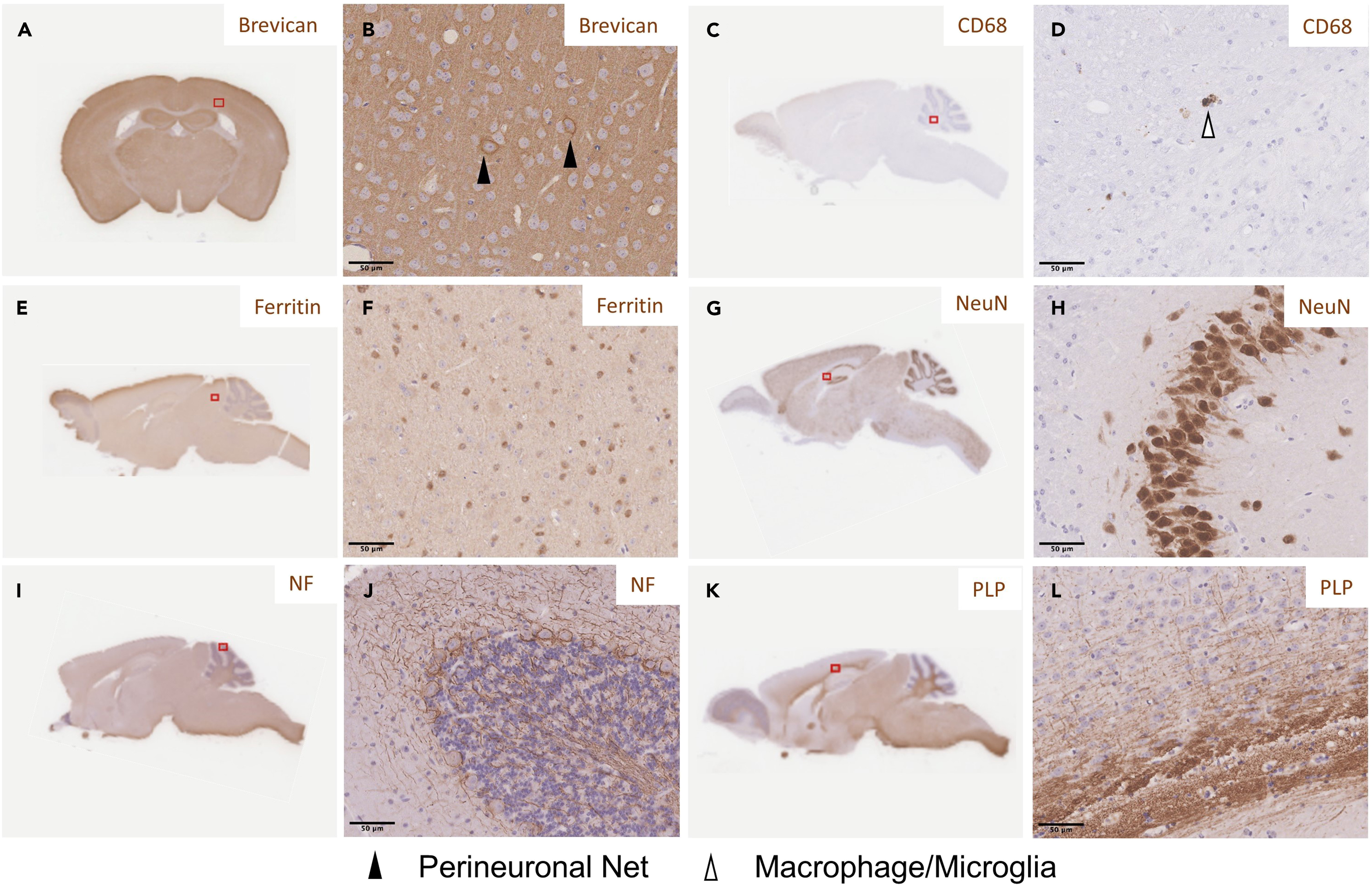 Cell Press: STAR Protocols