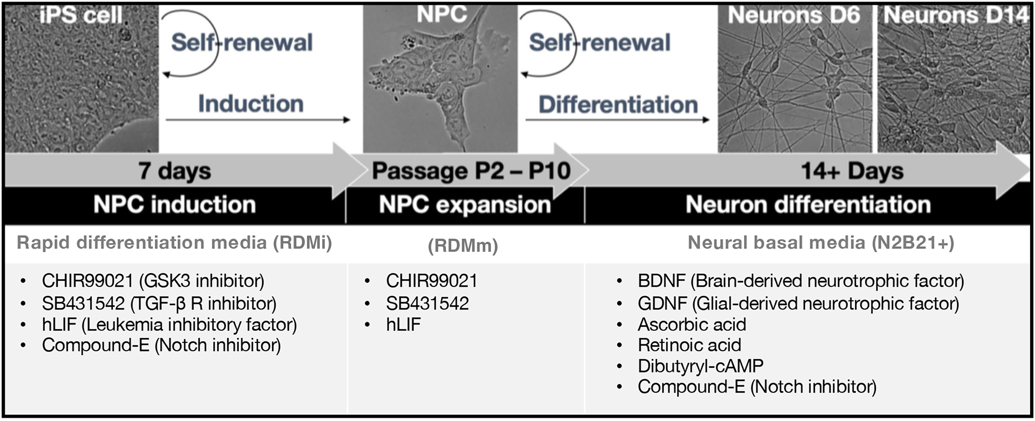 Cell Press: STAR Protocols