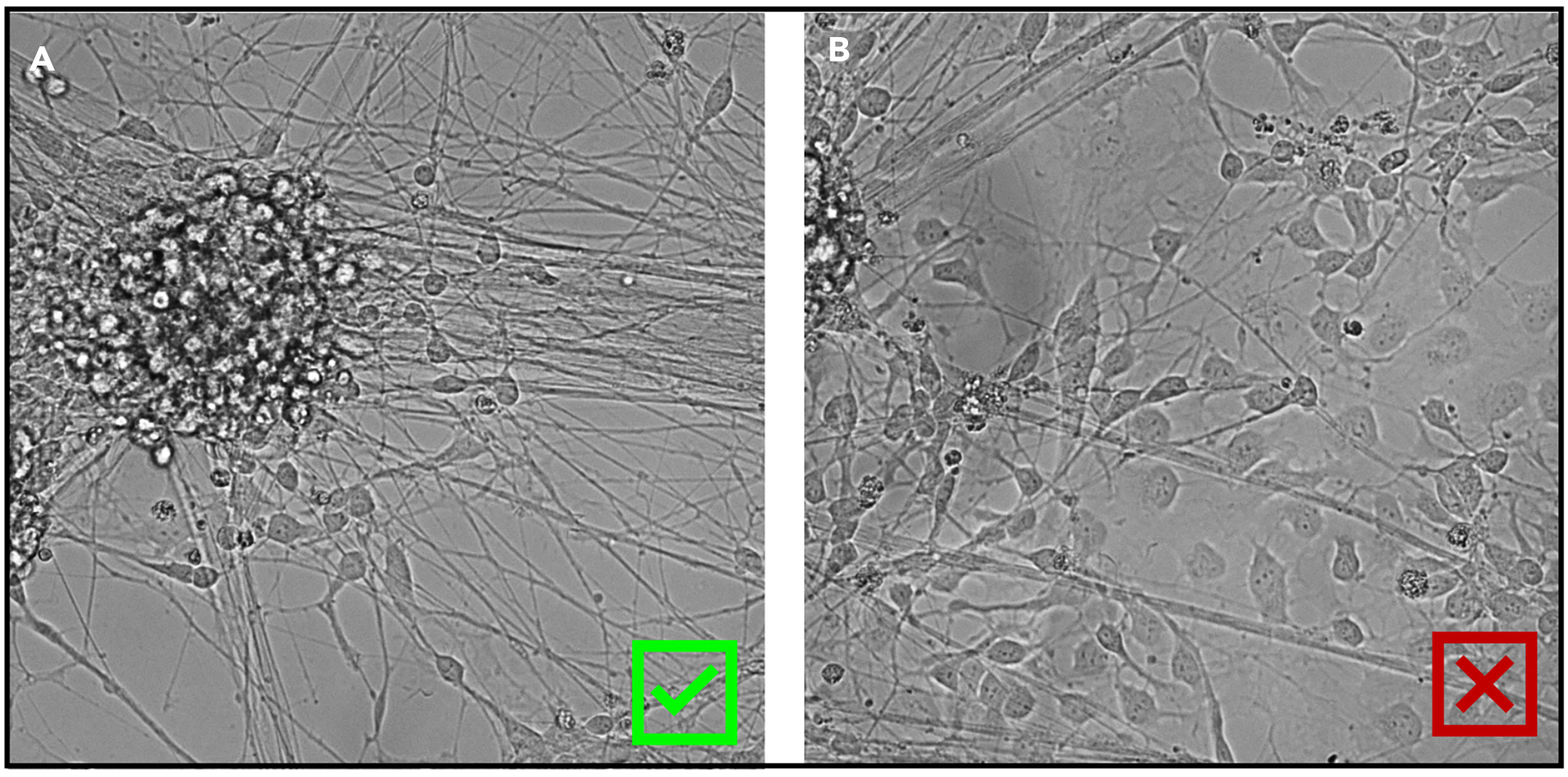 Cell Press: STAR Protocols
