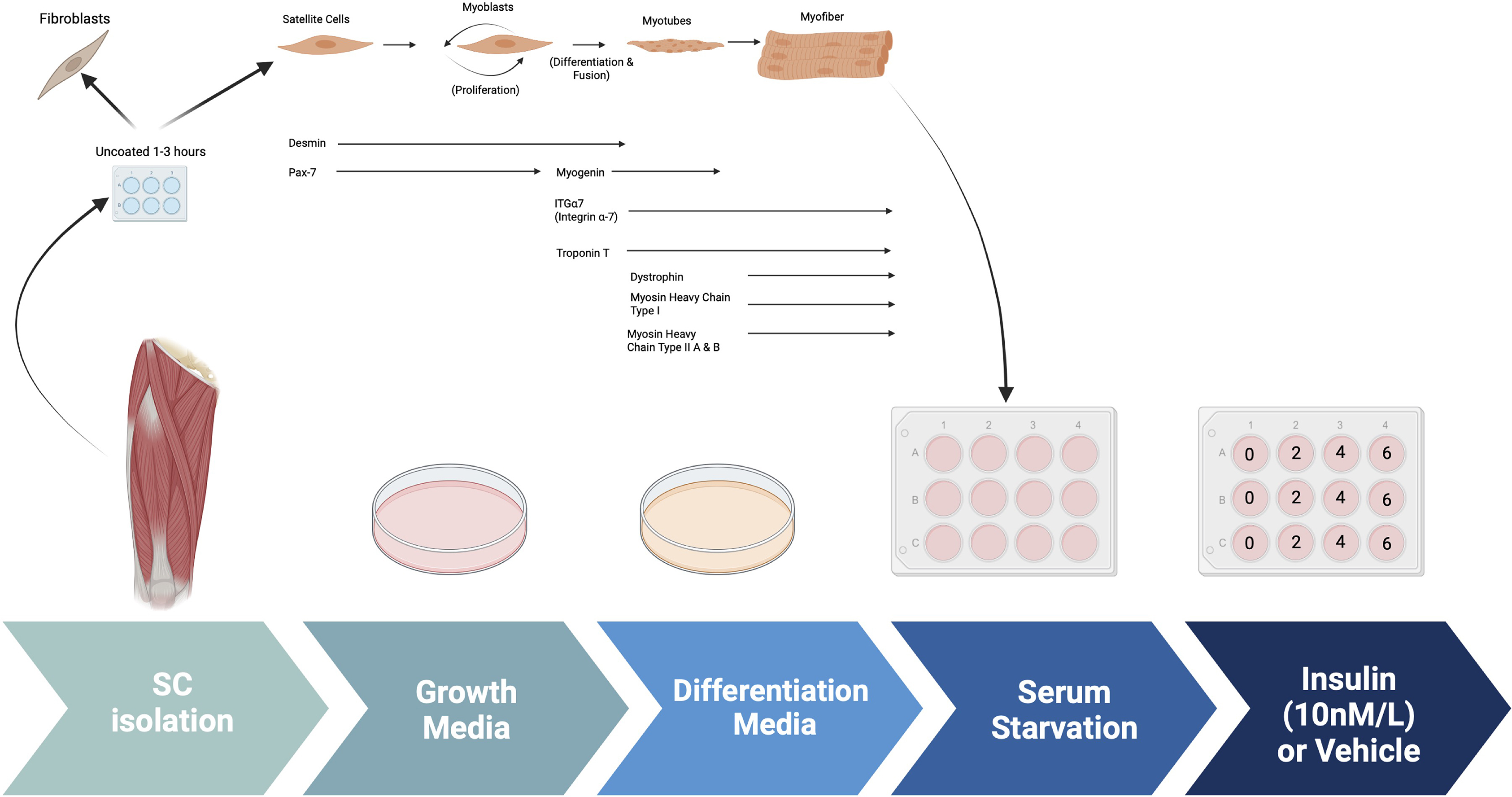 Cell Press: STAR Protocols